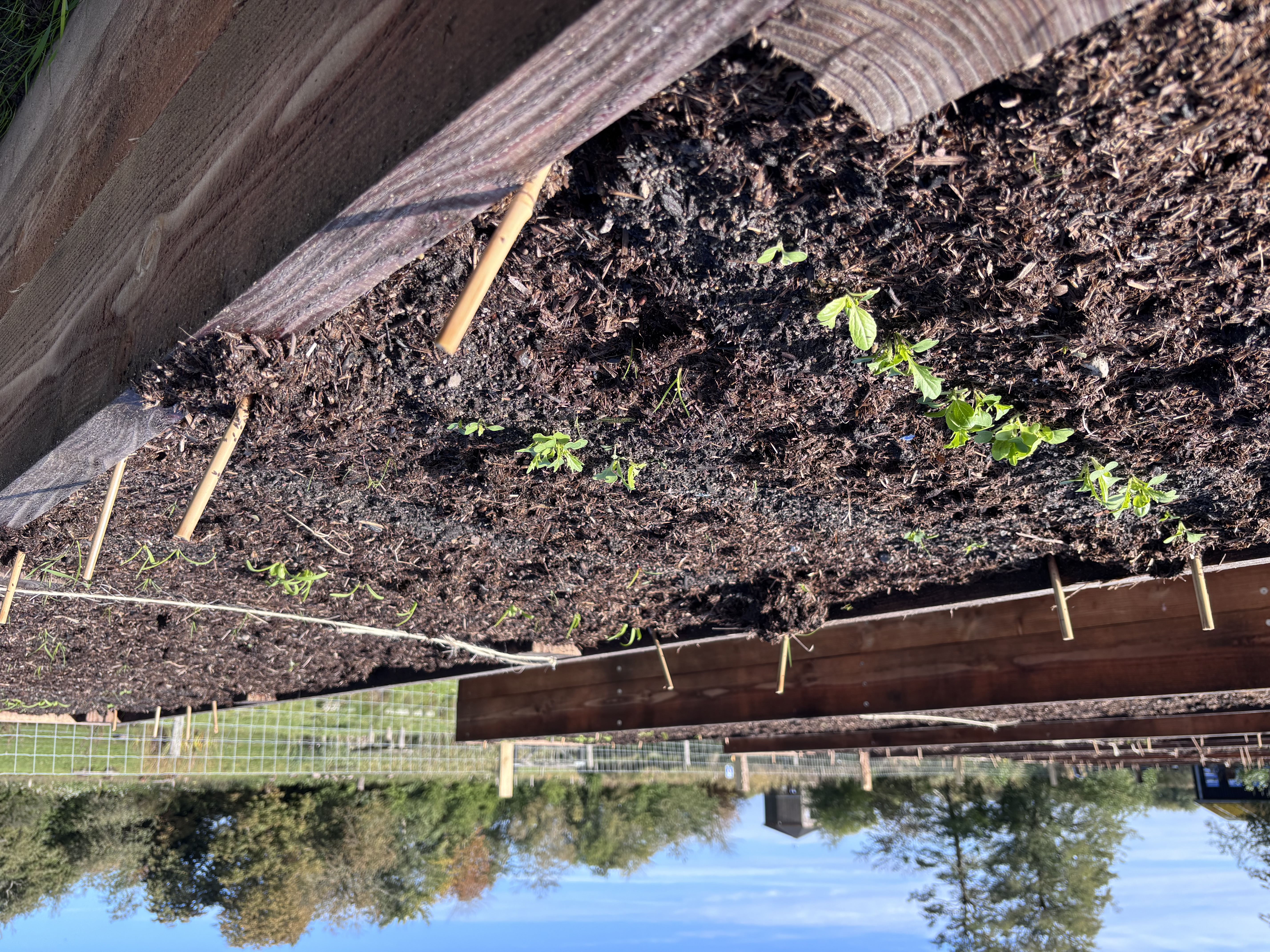 Ny skolehave spirer frem på Randers Naturcenter: Haver til Maver åbner ...